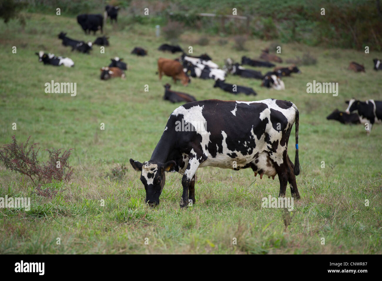 Dairy cows in the pasture Stock Photo - Alamy