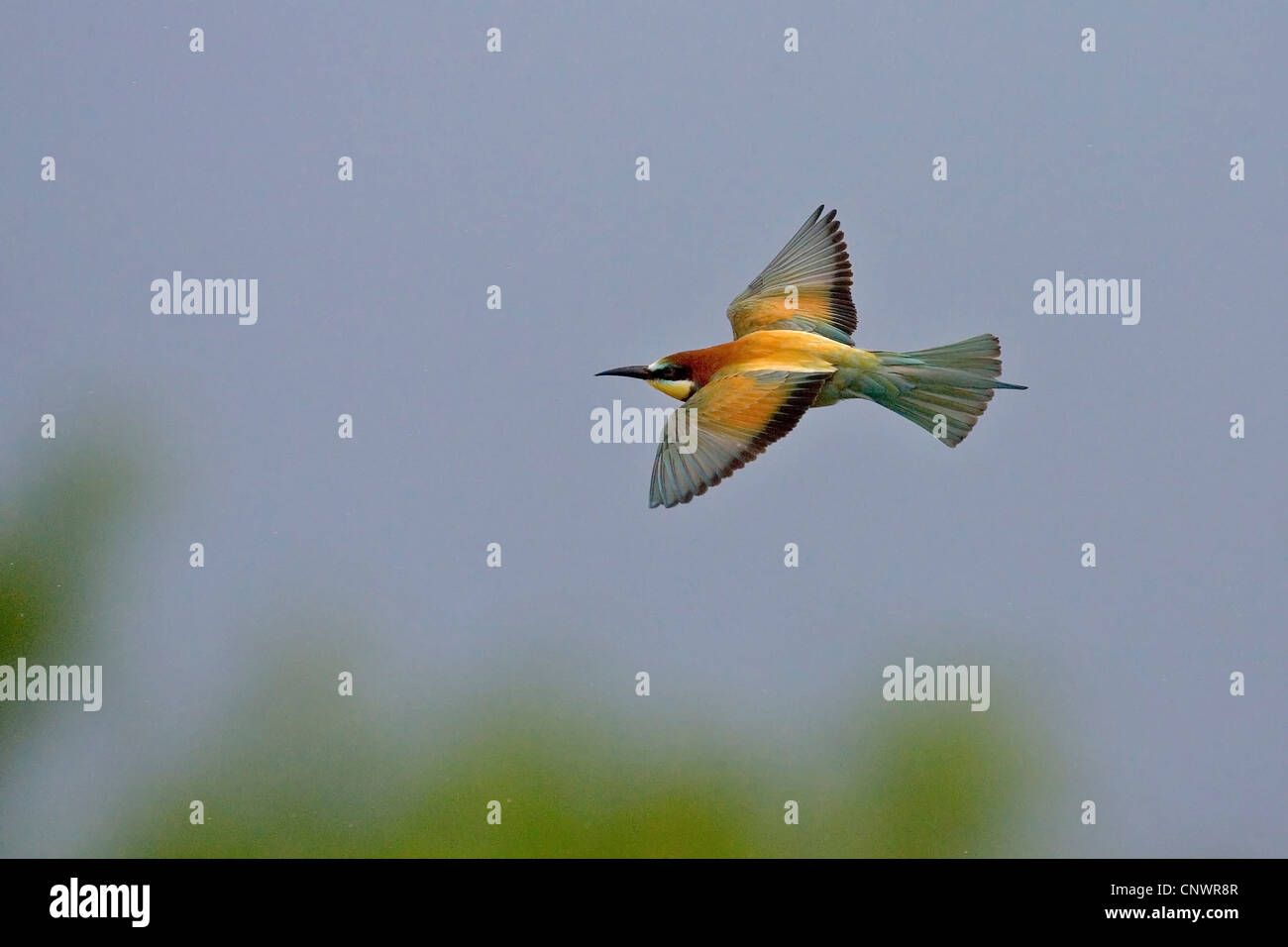 Bee flying top view hi-res stock photography and images - Alamy