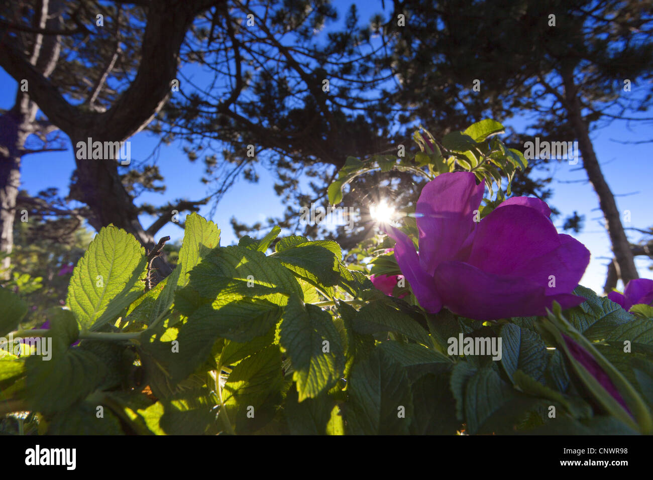 Japanese rose angiosperm angiosperms hi-res stock photography and ...