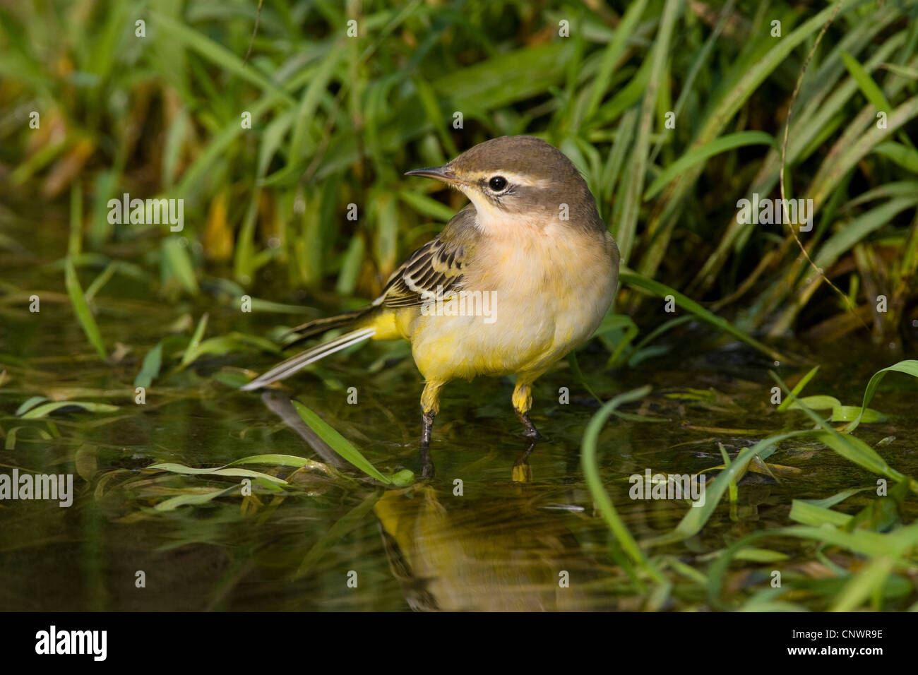 yellow wagtail (Motacilla flava), standing in water, Germany Stock ...