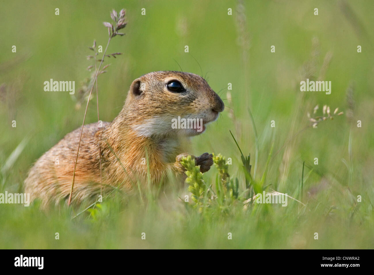European ground squirrel, European suslik, European souslik (Citellus ...