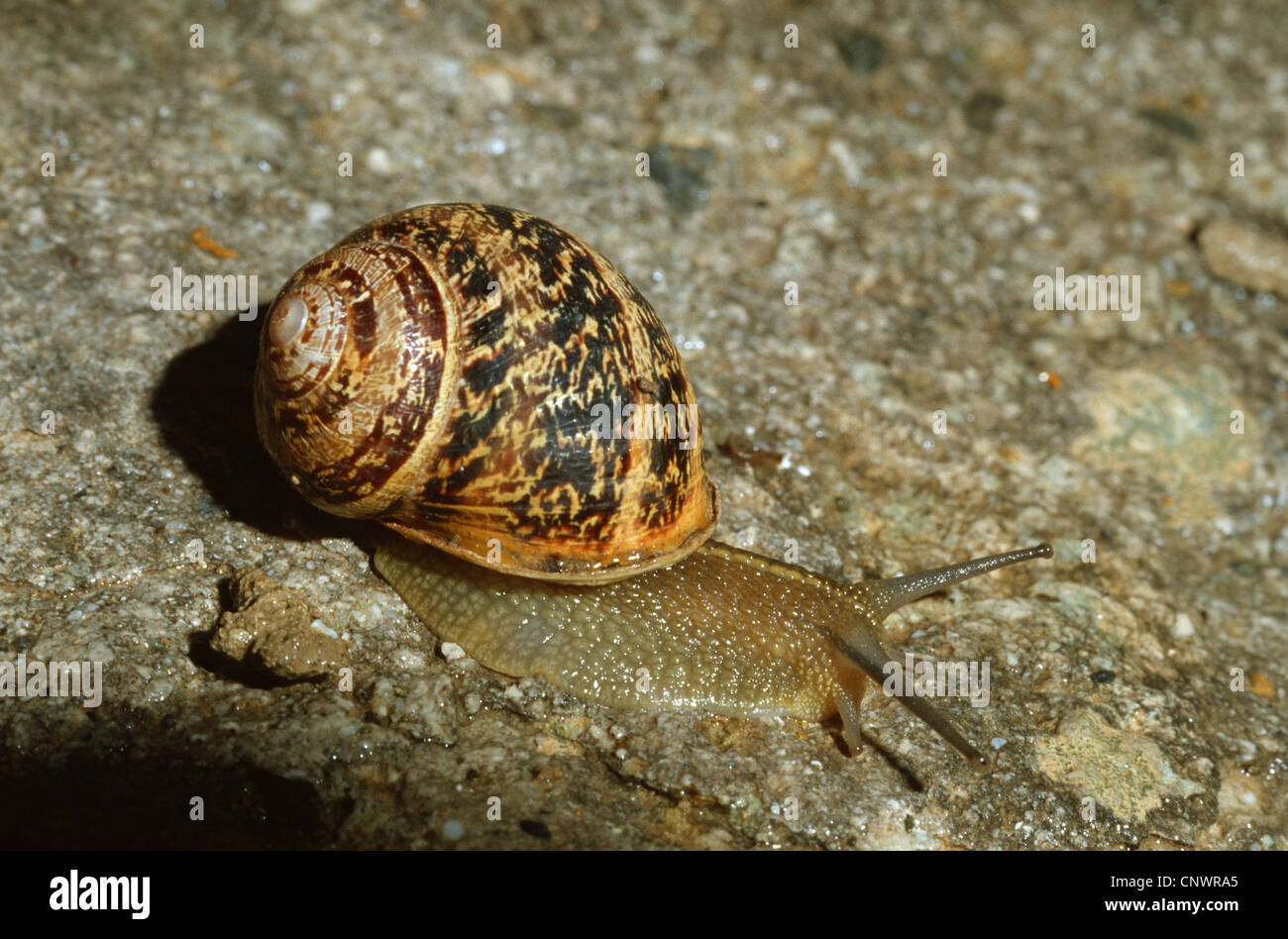 orchard snail, copse snail (Arianta arbustorum), creeping on the ground ...