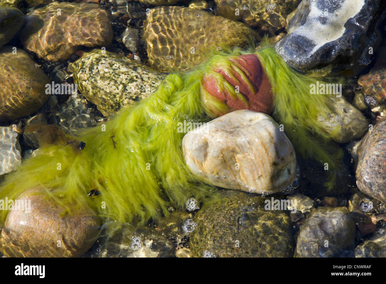 light green alga in the sea, Germany, Mecklenburg-Western Pomerania ...
