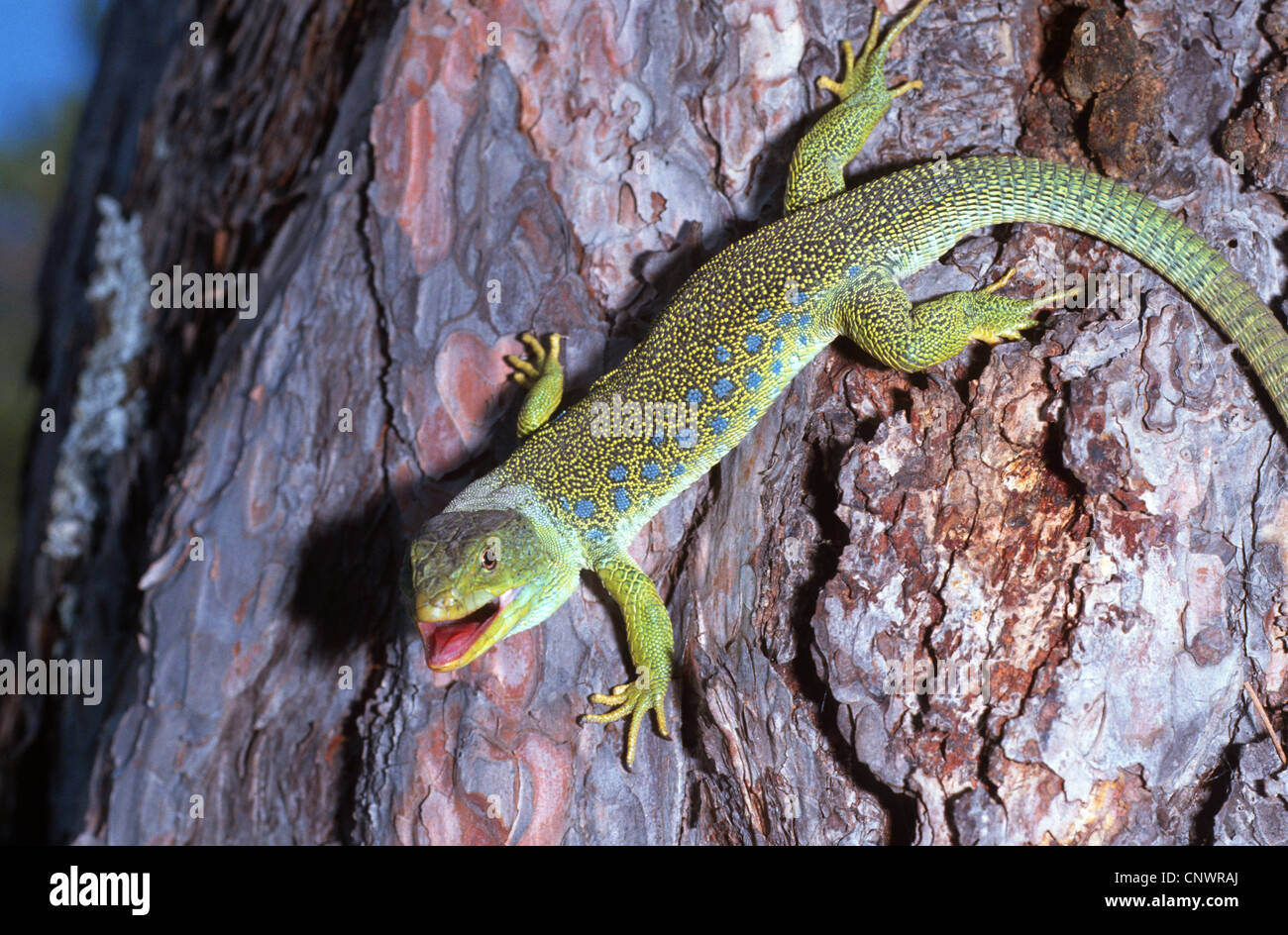 ocellated lizard, ocellated green lizard, eyed lizard, jewelled lizard ...