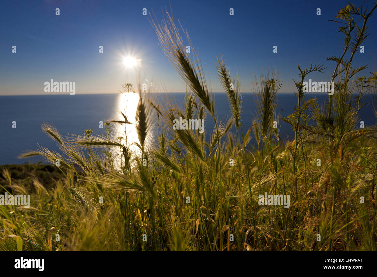 mouse barley (Hordeum murinum), in front of sunset over the sea ...