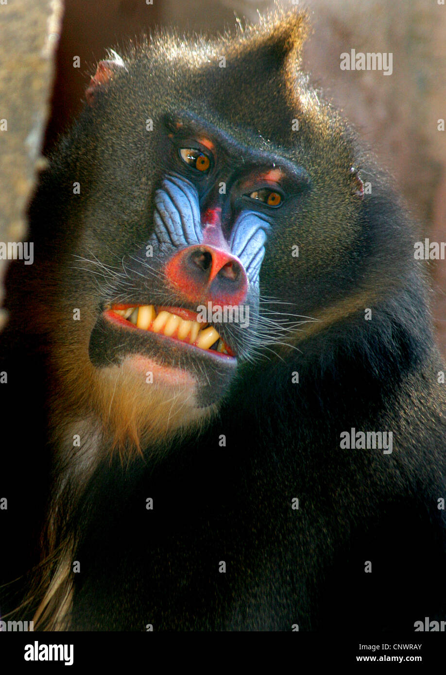mandrill (Papio sphinx, Mandrillus sphinx), furious looking individual ...