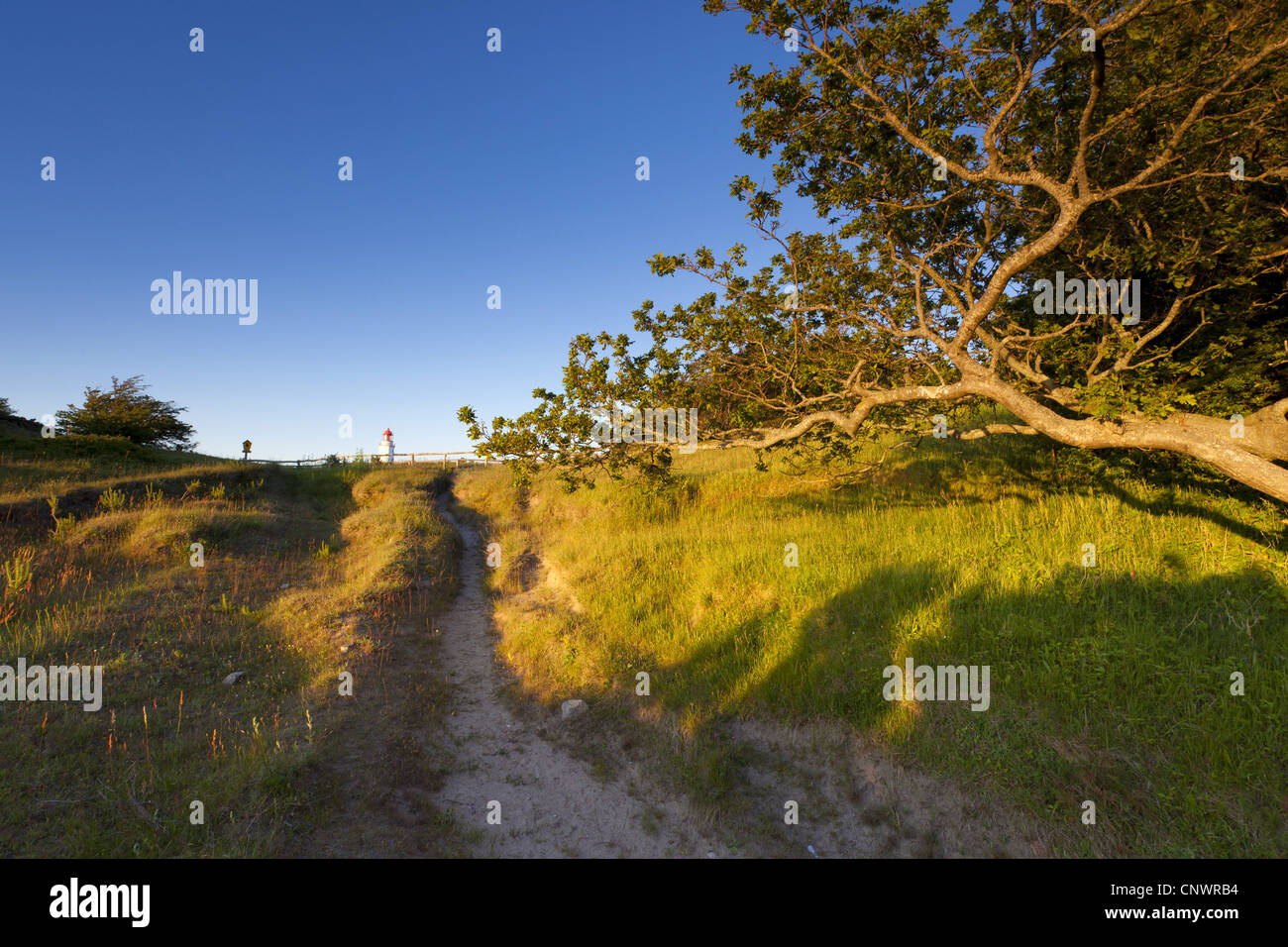 path through dune landscape to the lighthouse, Germany, Mecklenburg ...