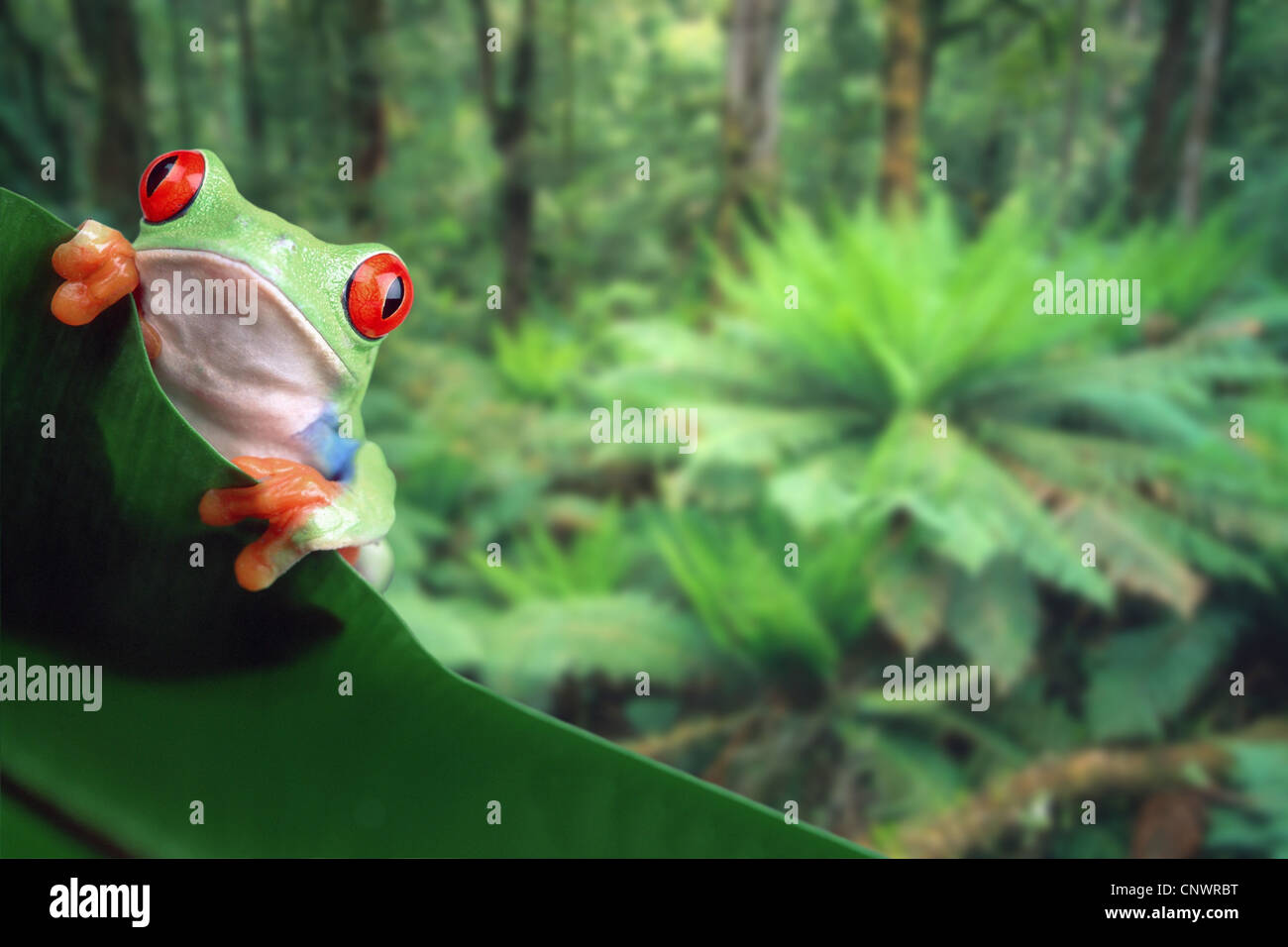 Red eyed treefrog in a tropical rainforest hi-res stock photography and ...