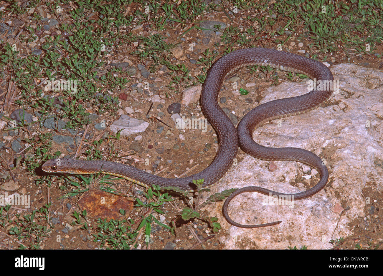 Snakes of cyprus hi-res stock photography and images - Alamy