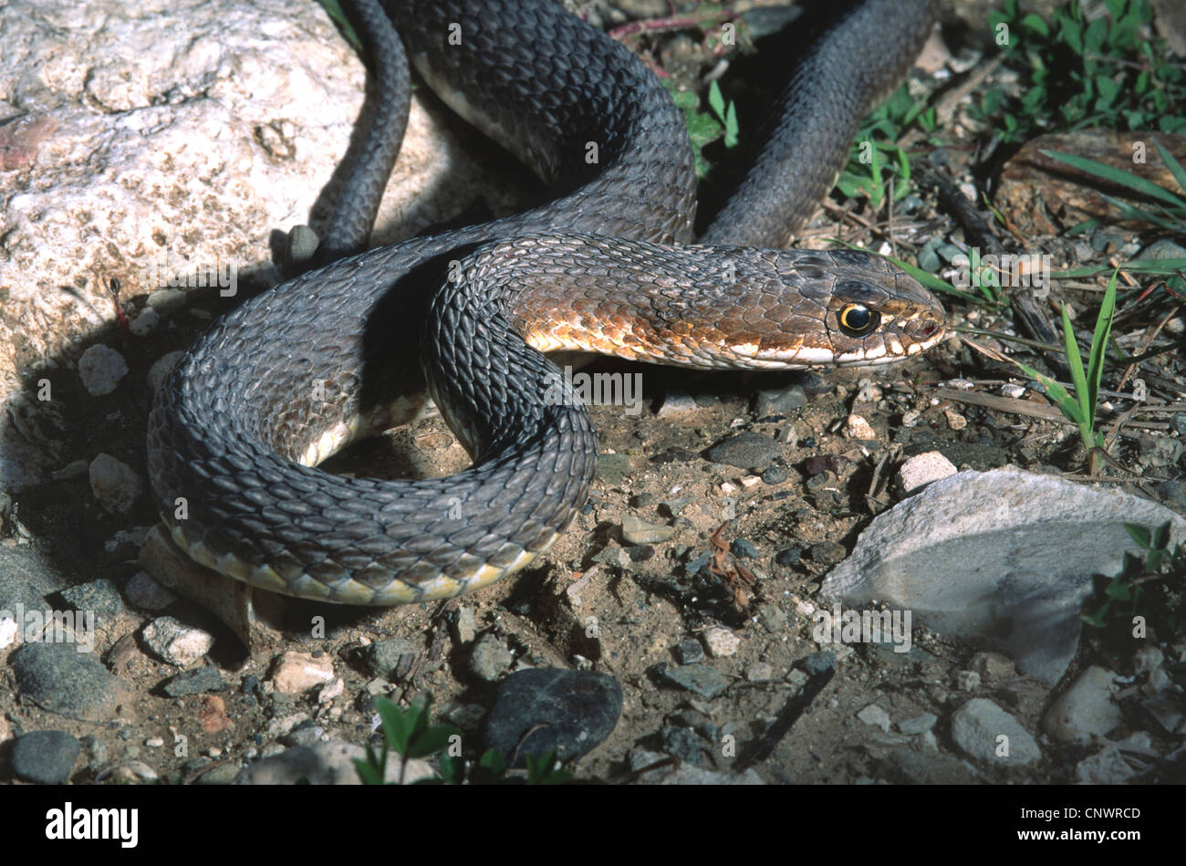 Snakes of cyprus hi-res stock photography and images - Alamy