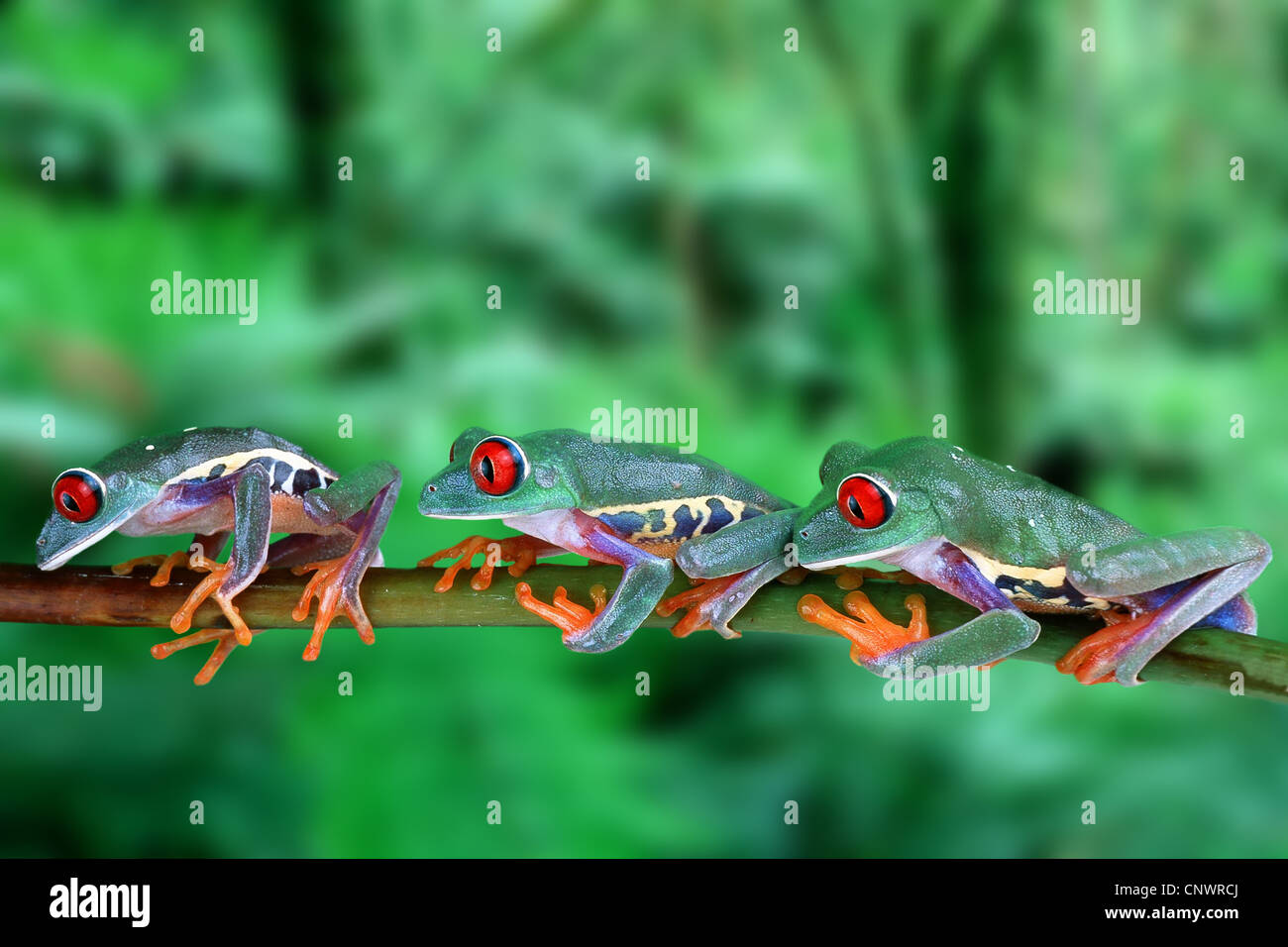 3 frogs on branch hi-res stock photography and images - Alamy