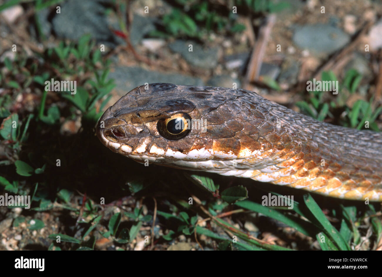 Snakes of cyprus hi-res stock photography and images - Alamy