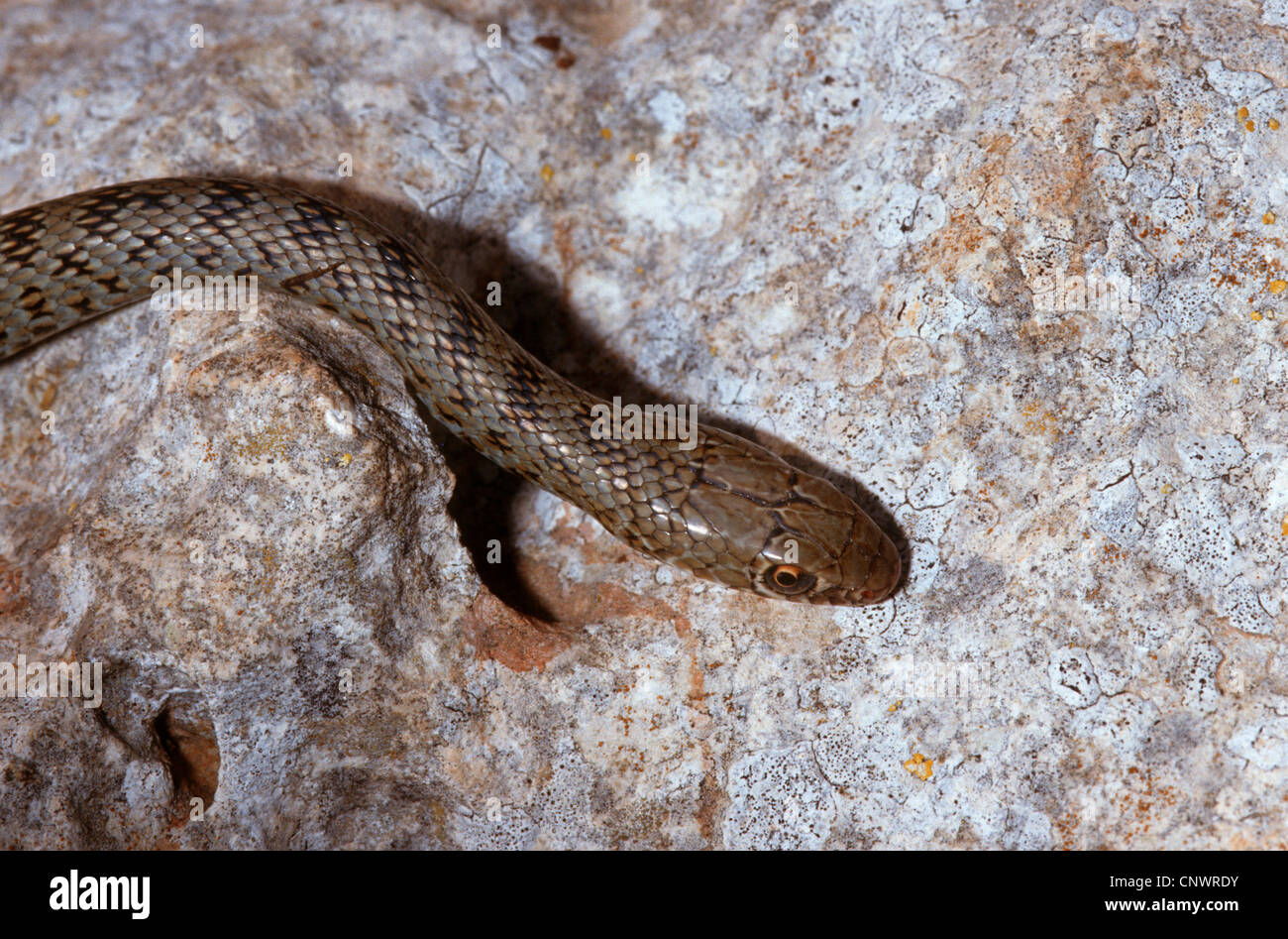 green whip snake, large whip snake (Coluber jugularis, Hierophis ...