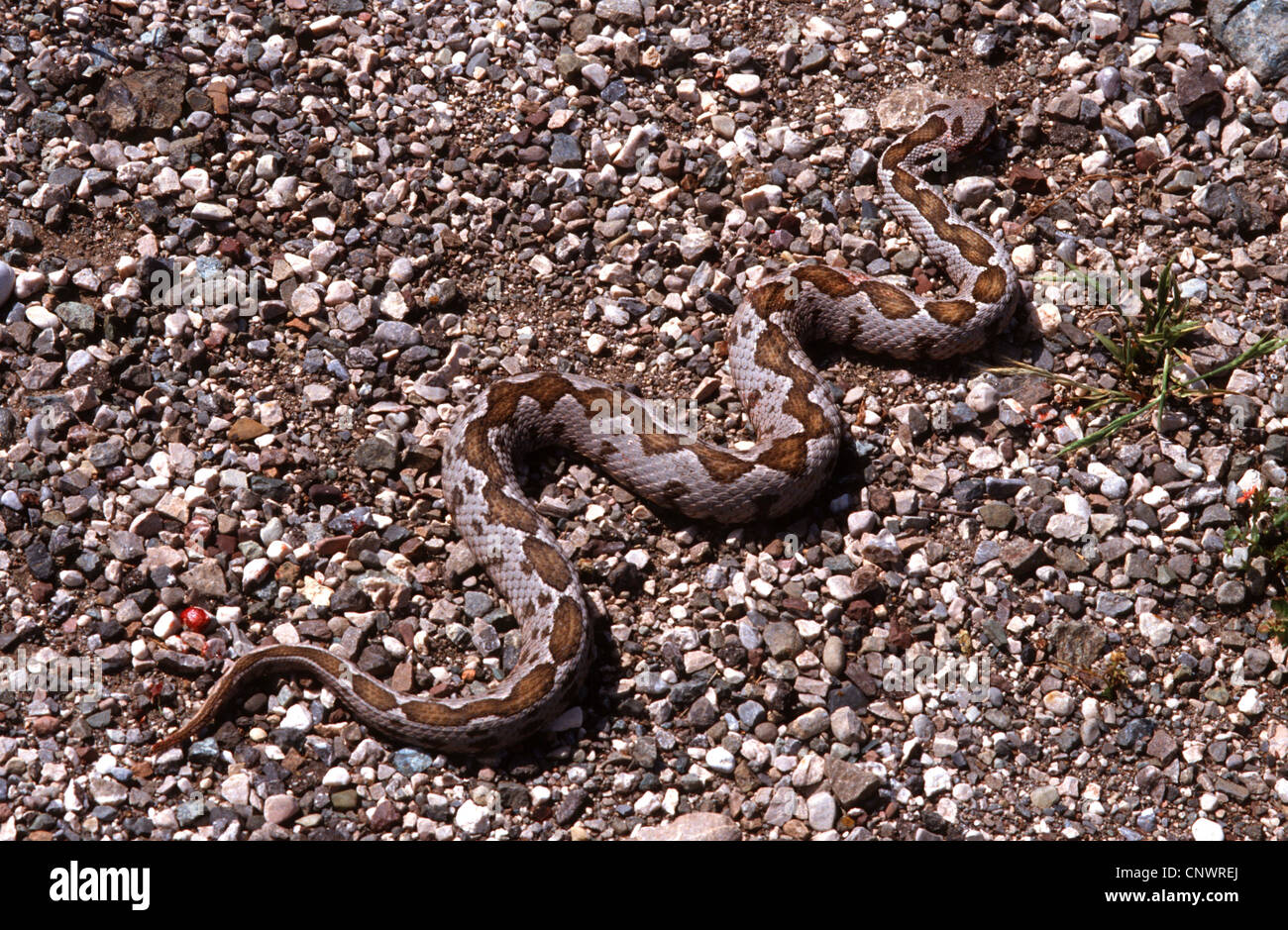 Coastal viper, European coastal viper, Ottoman viper, Near East viper ...