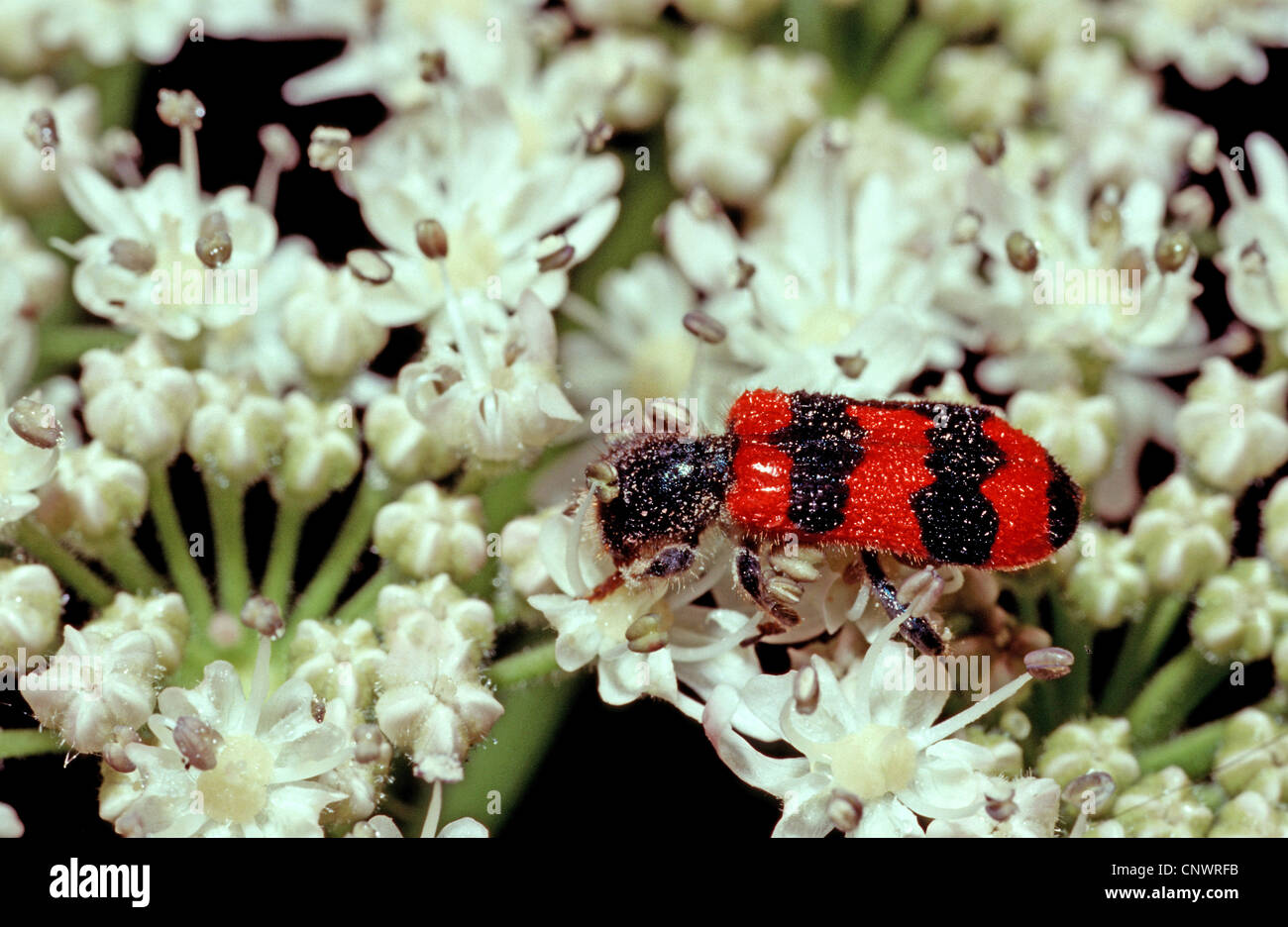Bee Wolf Beetle High Resolution Stock Photography and Images - Alamy