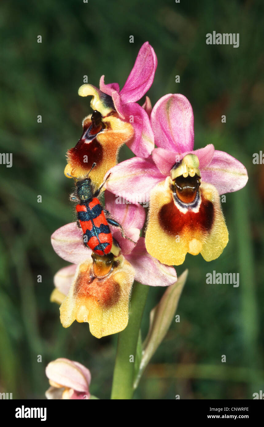 Crawling on the flowers of sawfly orchid hi-res stock photography and ...