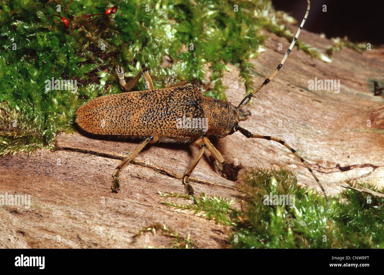 large poplar borer, large willow borer, poplar longhorn, large poplar ...
