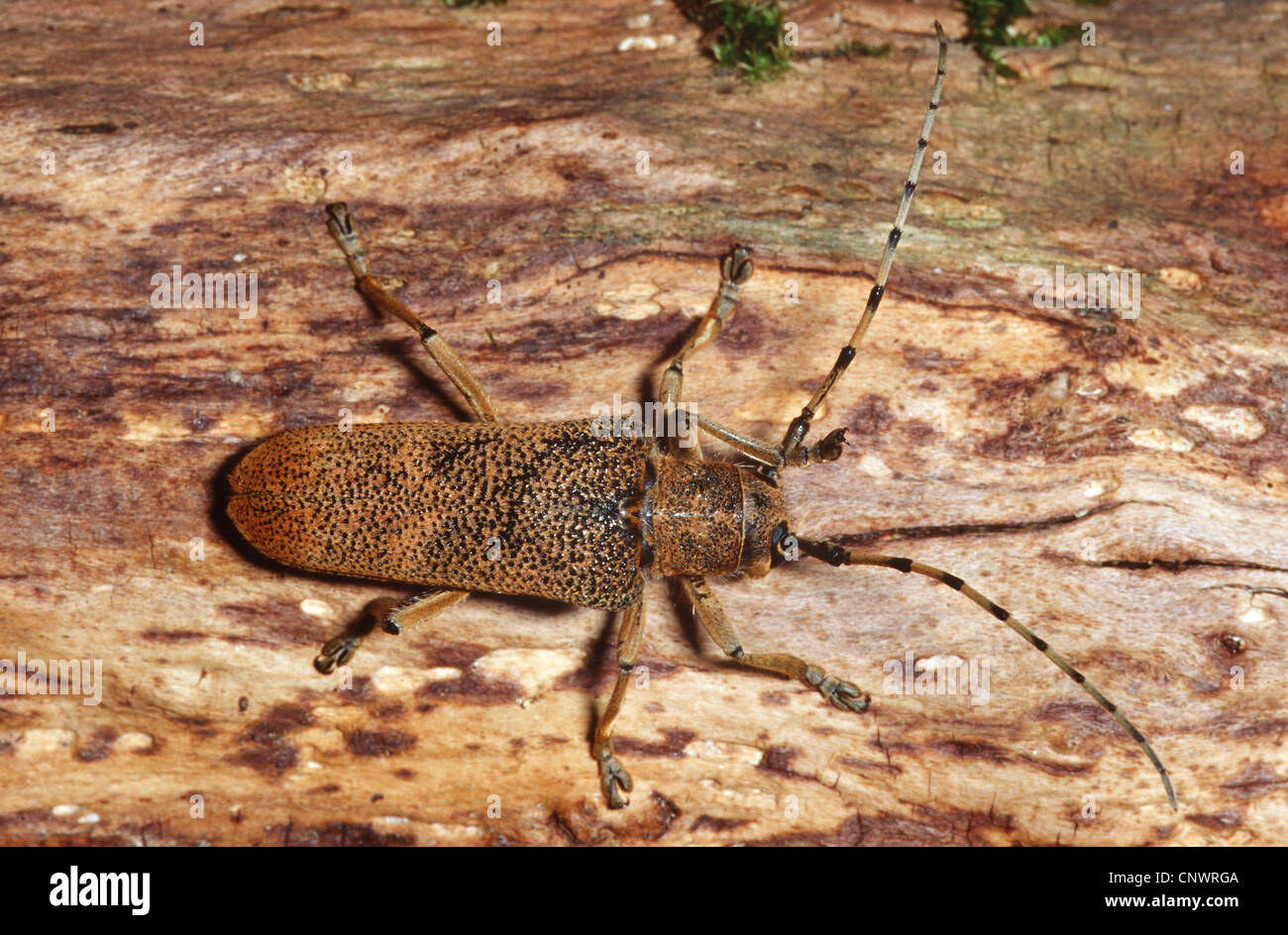 large poplar borer, large willow borer, poplar longhorn, large poplar ...