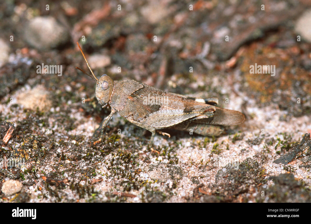 blue-winged locust (Sphingonotus caerulans), sitting on the ground ...