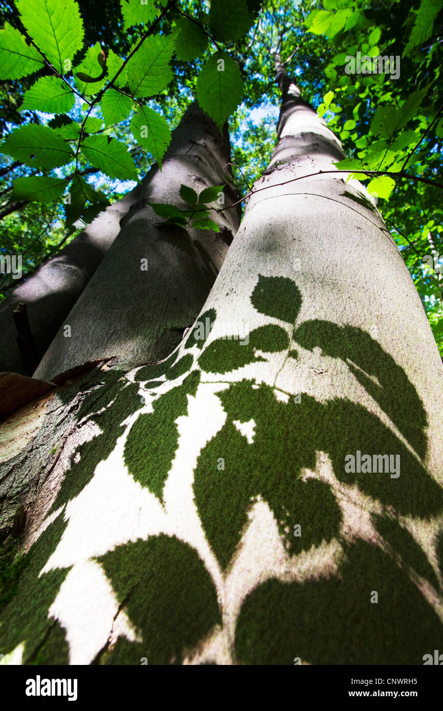 Horizontal shadow tree hi-res stock photography and images - Alamy