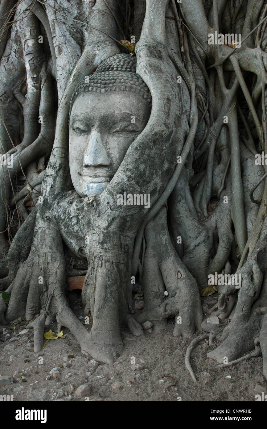 Buddha head overgrown by roots in Wat Mahathat in Ayutthaya, Thailand ...