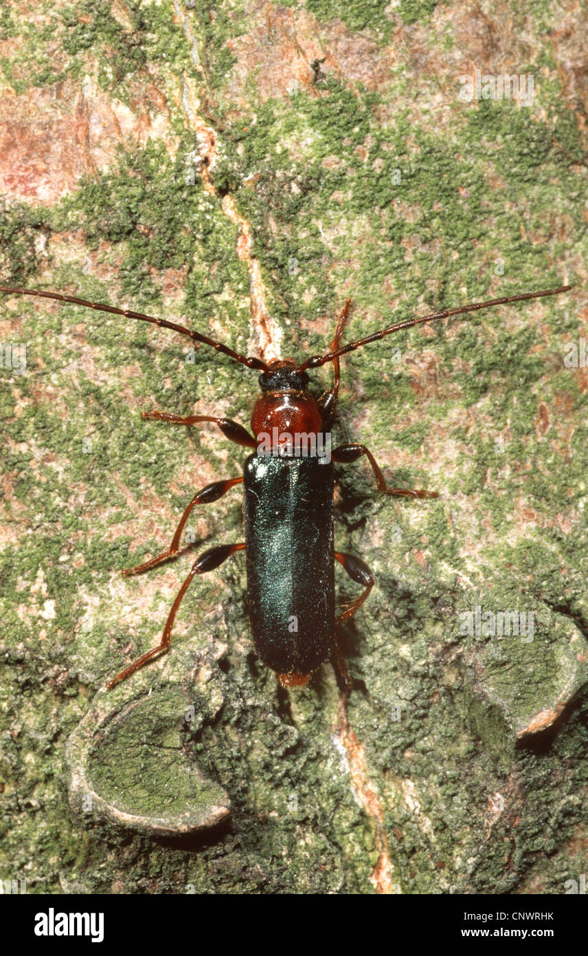 Tanbark borer, Longhorn beetle (Phymatodes testaceus), sitting on a ...