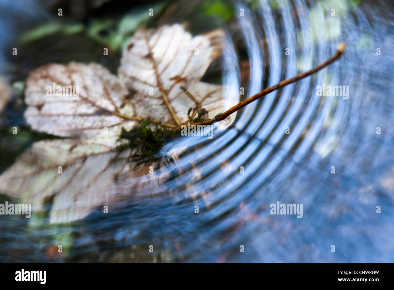 Decomposers water plant hi-res stock photography and images - Alamy