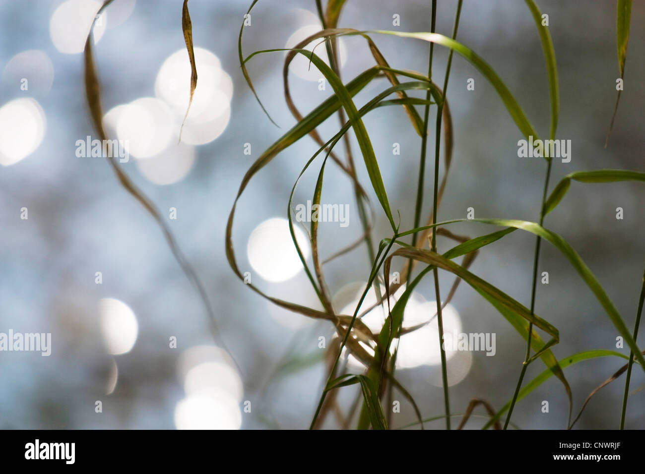 decaying grass blades with light reflexions, Germany, Saxony Stock ...