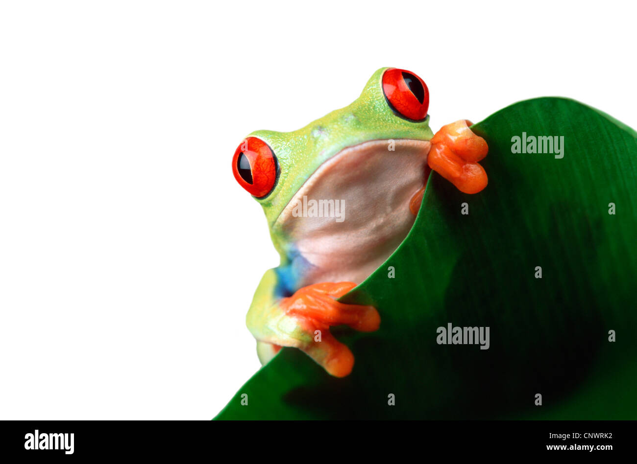 red-eyed treefrog, redeyed treefrog, redeye treefrog, red eye treefrog ...