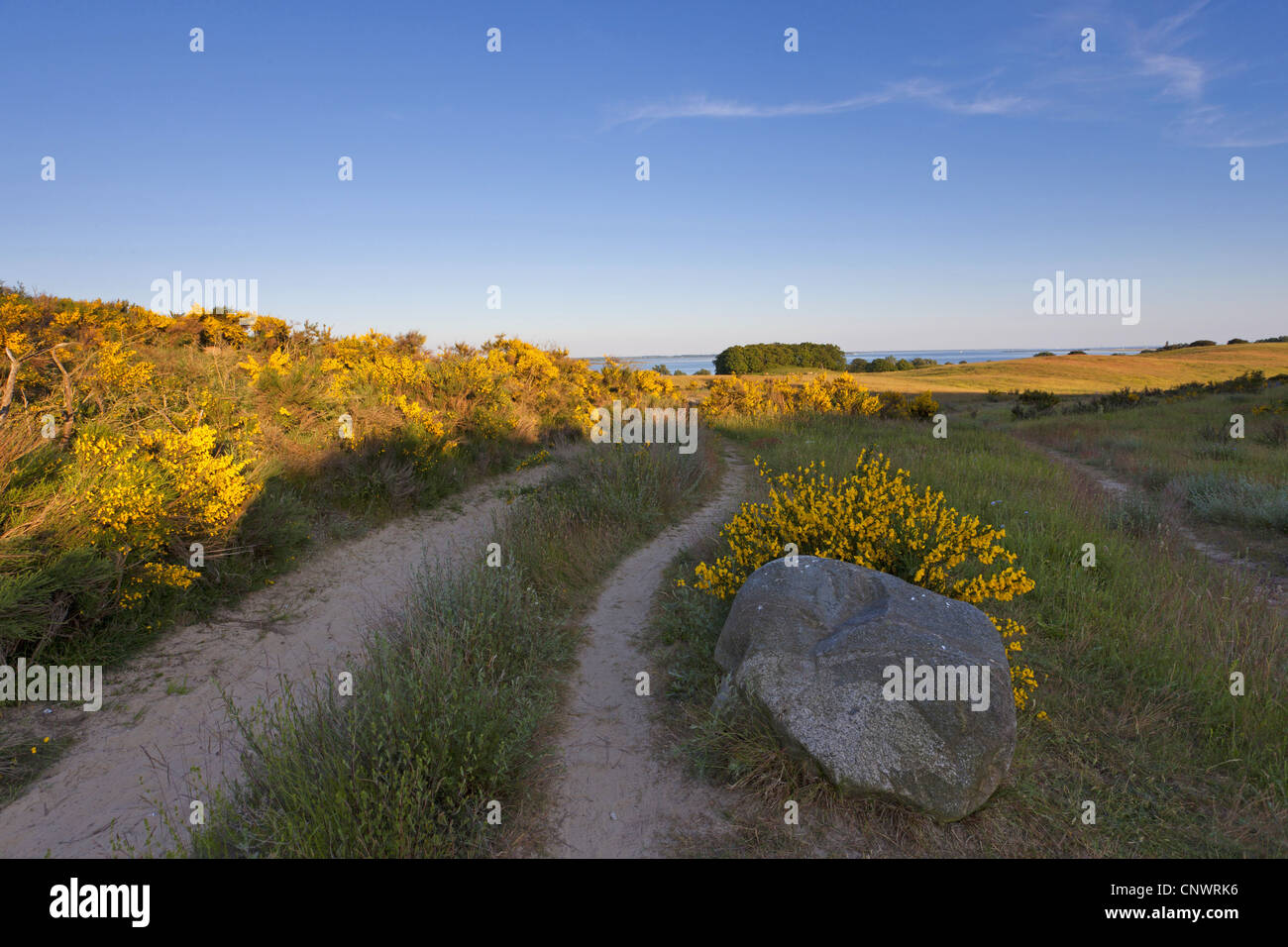 Scotch broom (Cytisus scoparius, Sarothamnus scoparius), vehicle path ...