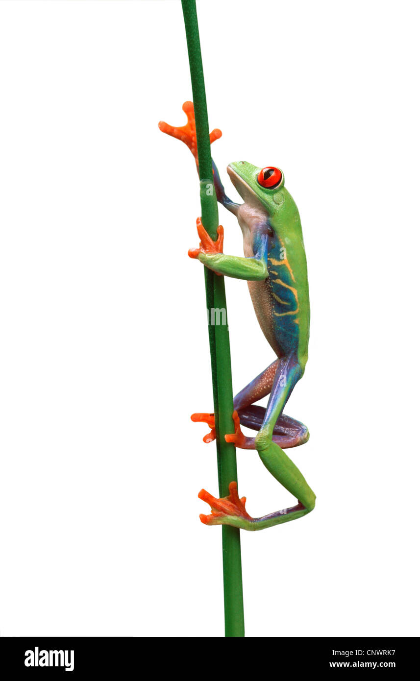 red-eyed treefrog, redeyed treefrog, redeye treefrog, red eye treefrog ...