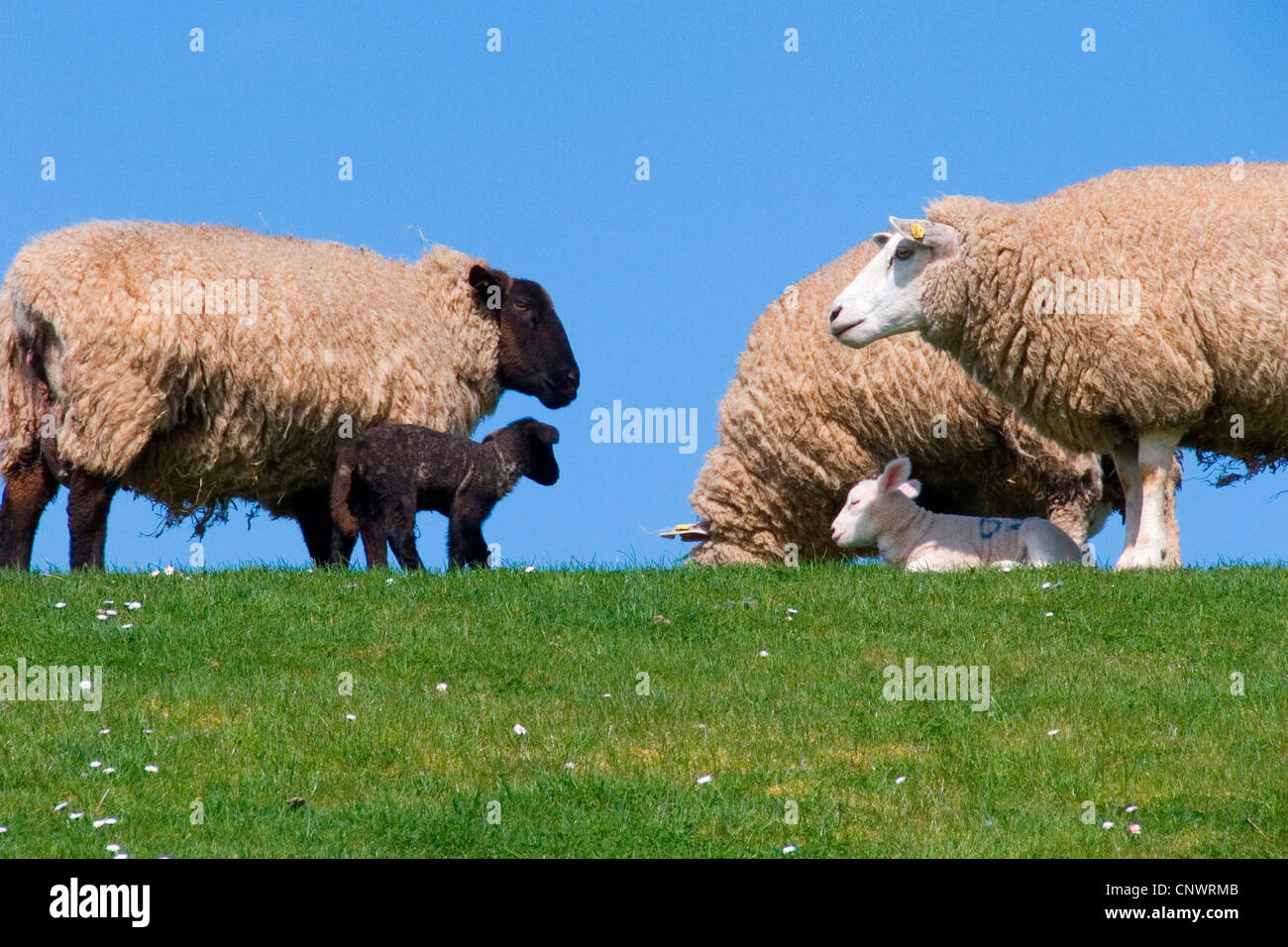 Aries various animals hi-res stock photography and images - Alamy