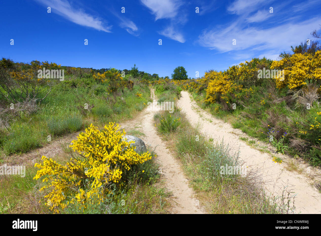 Scotch broom (Cytisus scoparius, Sarothamnus scoparius), vehicle path ...