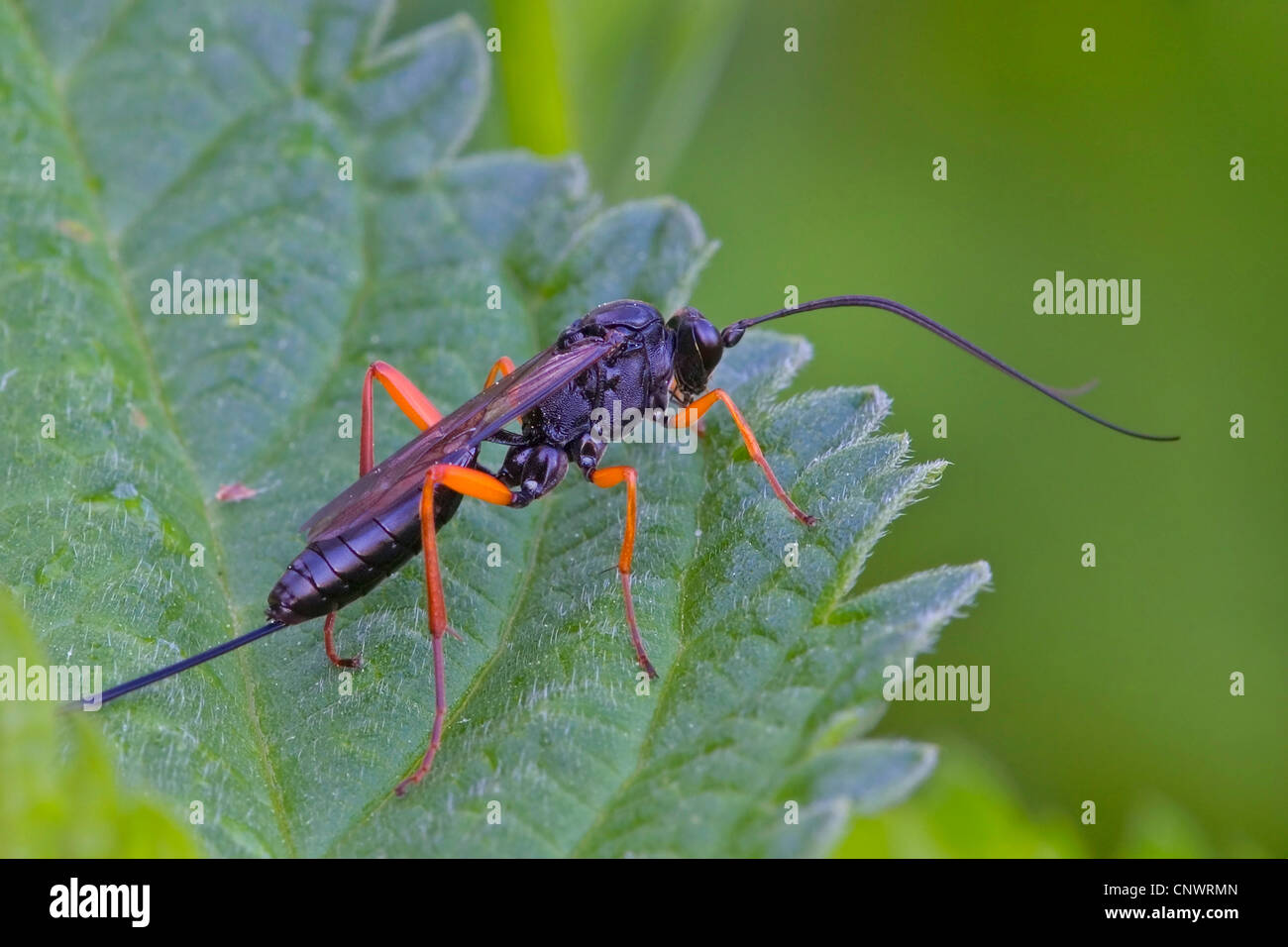 ichneumon flies, ichneumons (Ichneumonidae), ichneumon fly sitting on a ...