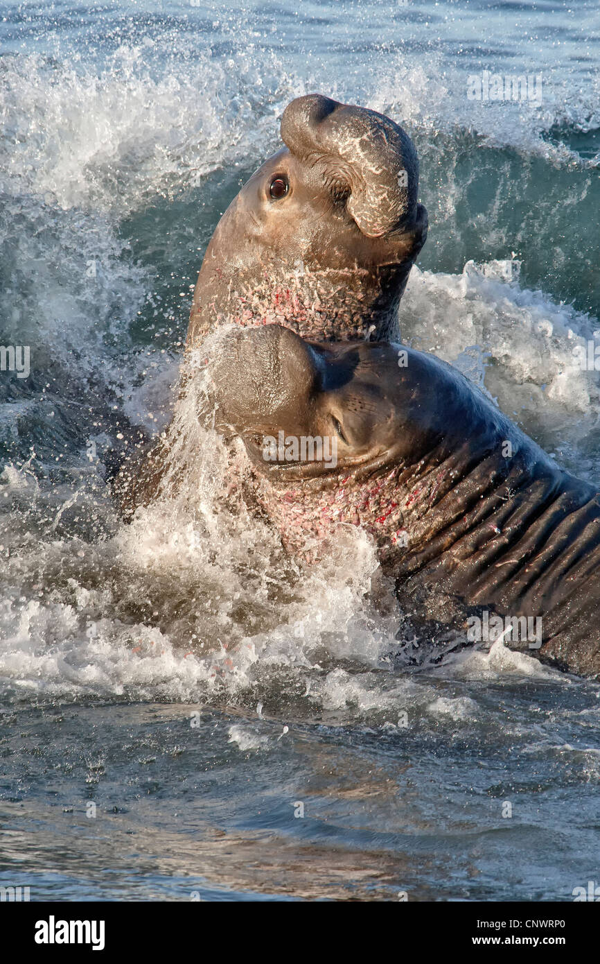 Northern Elephant Seals fighting Stock Photo - Alamy