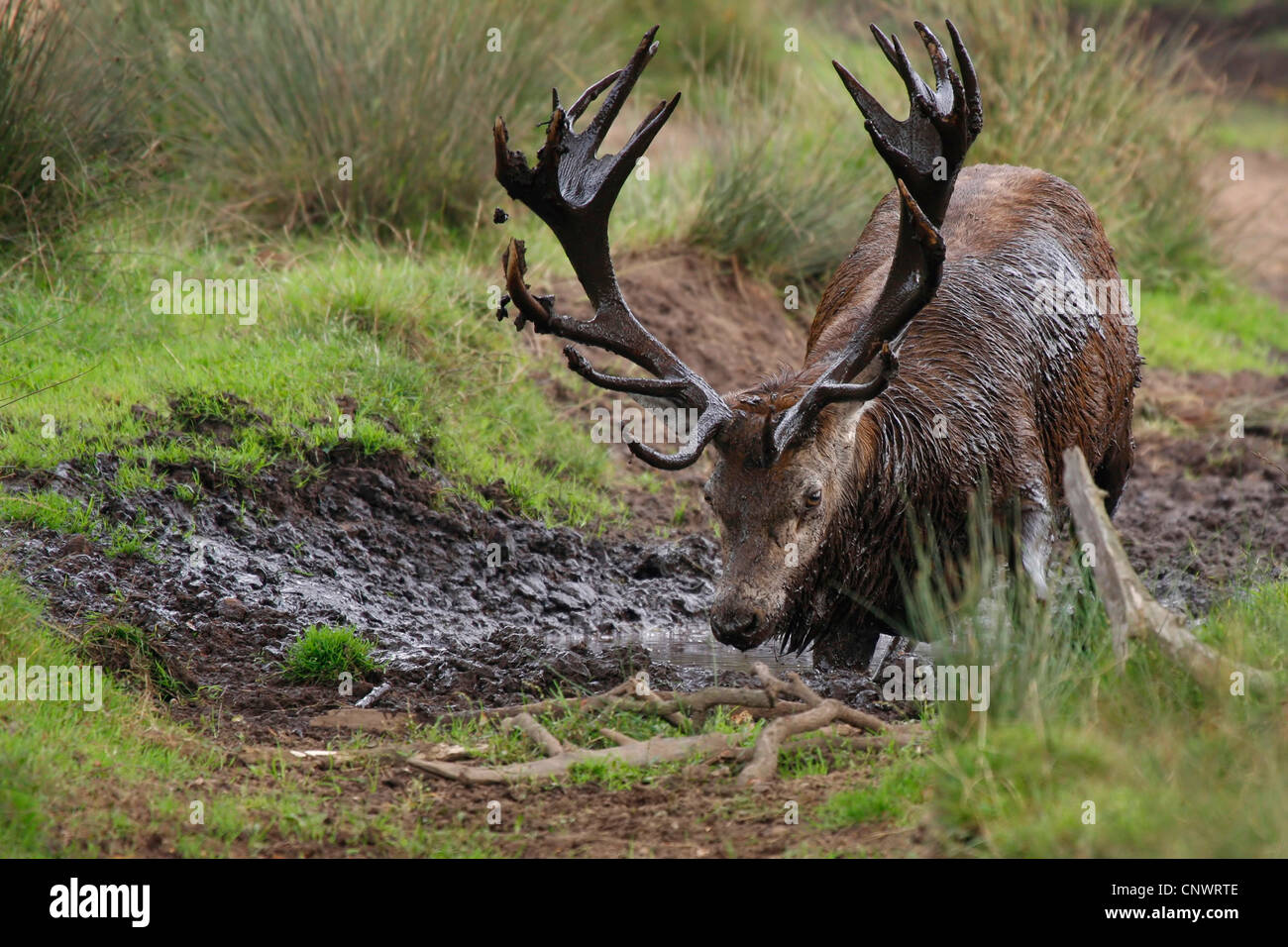 Male wallowing in a hi-res stock photography and images - Alamy