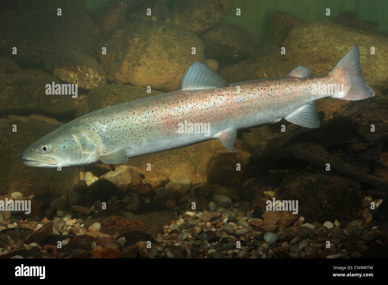 Huchen hucho hucho hi-res stock photography and images - Alamy