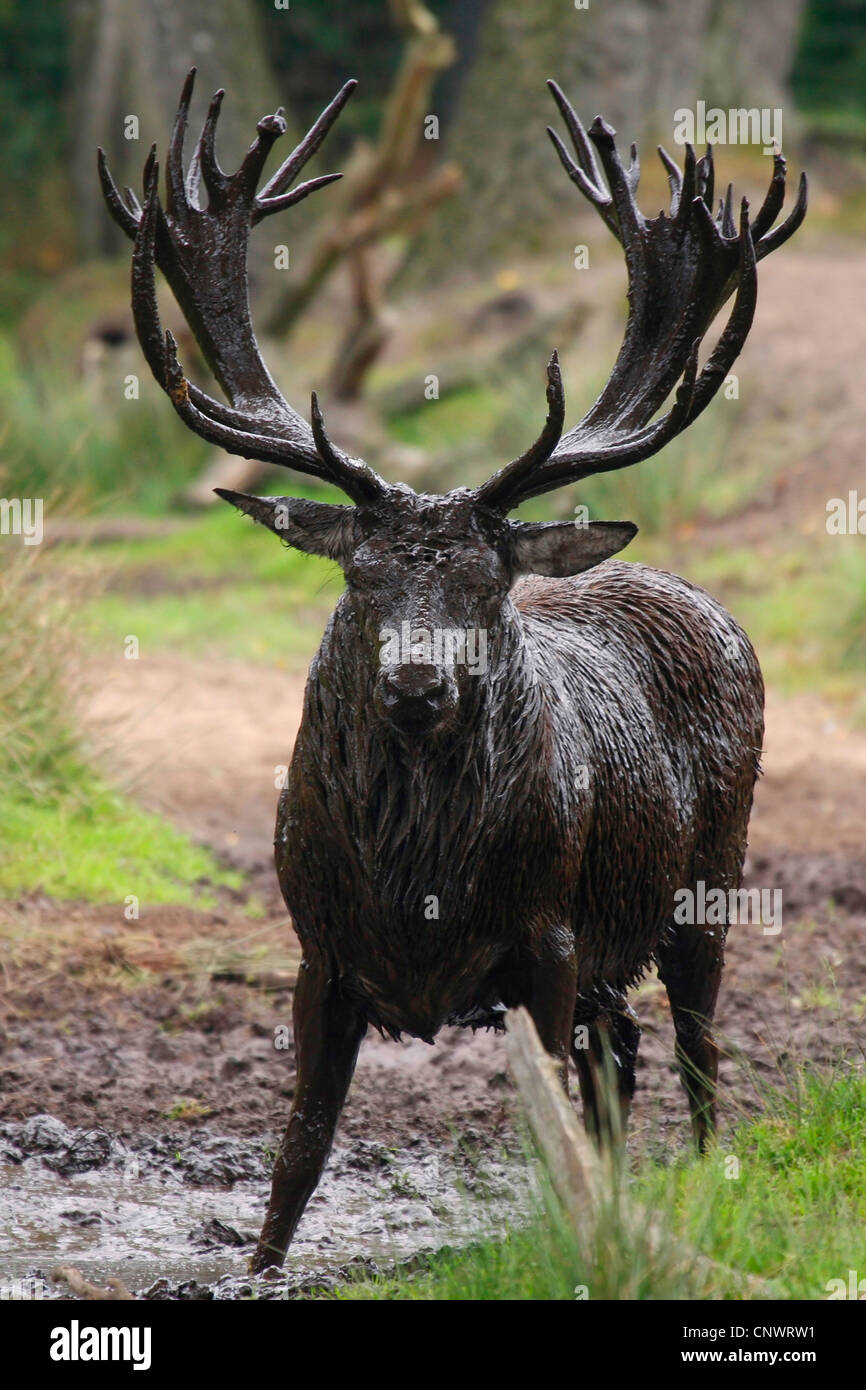 Male wallowing in a hi-res stock photography and images - Alamy