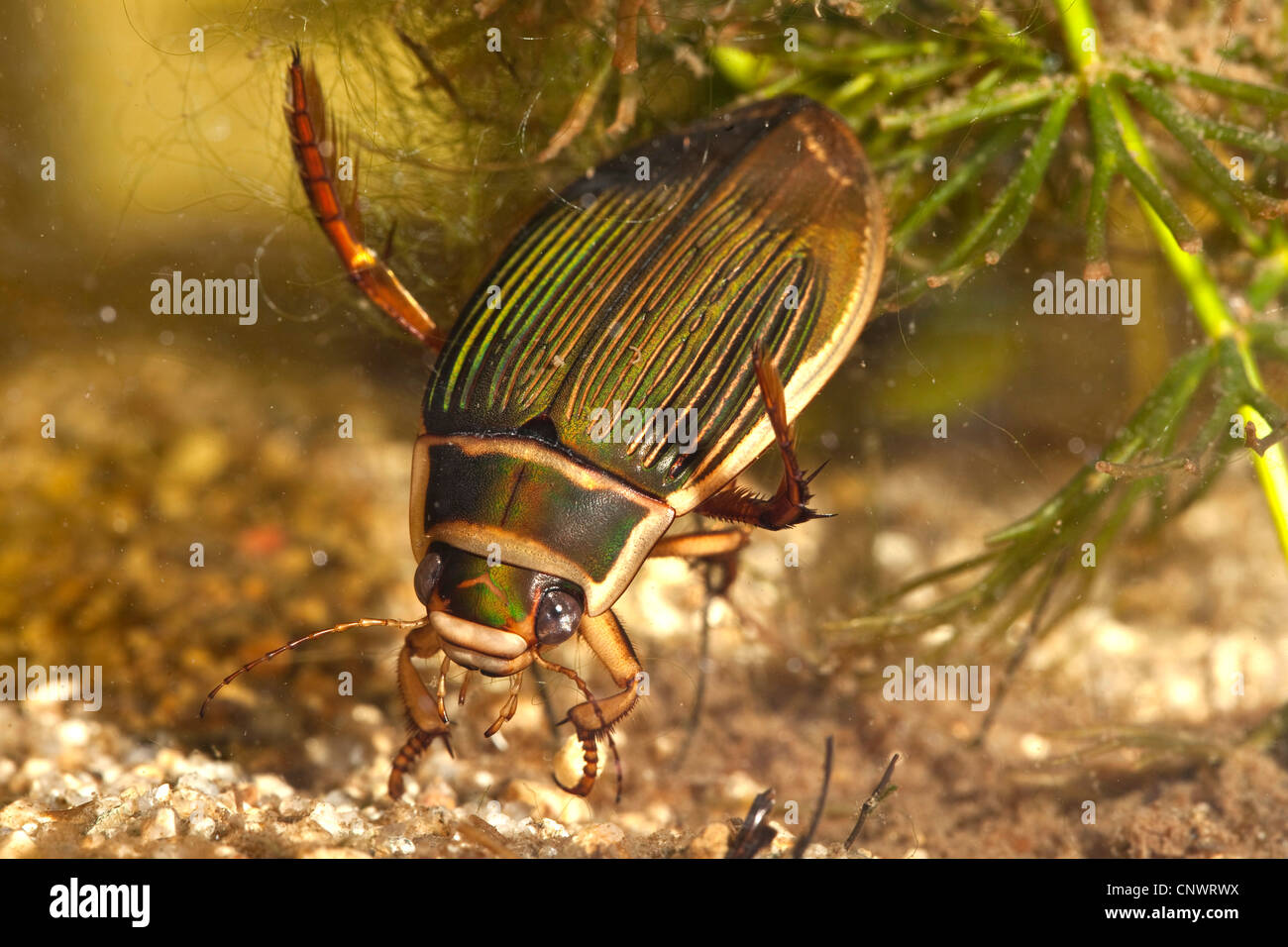 great diving beetle (Dytiscus marginalis), female, Germany, Bavaria ...