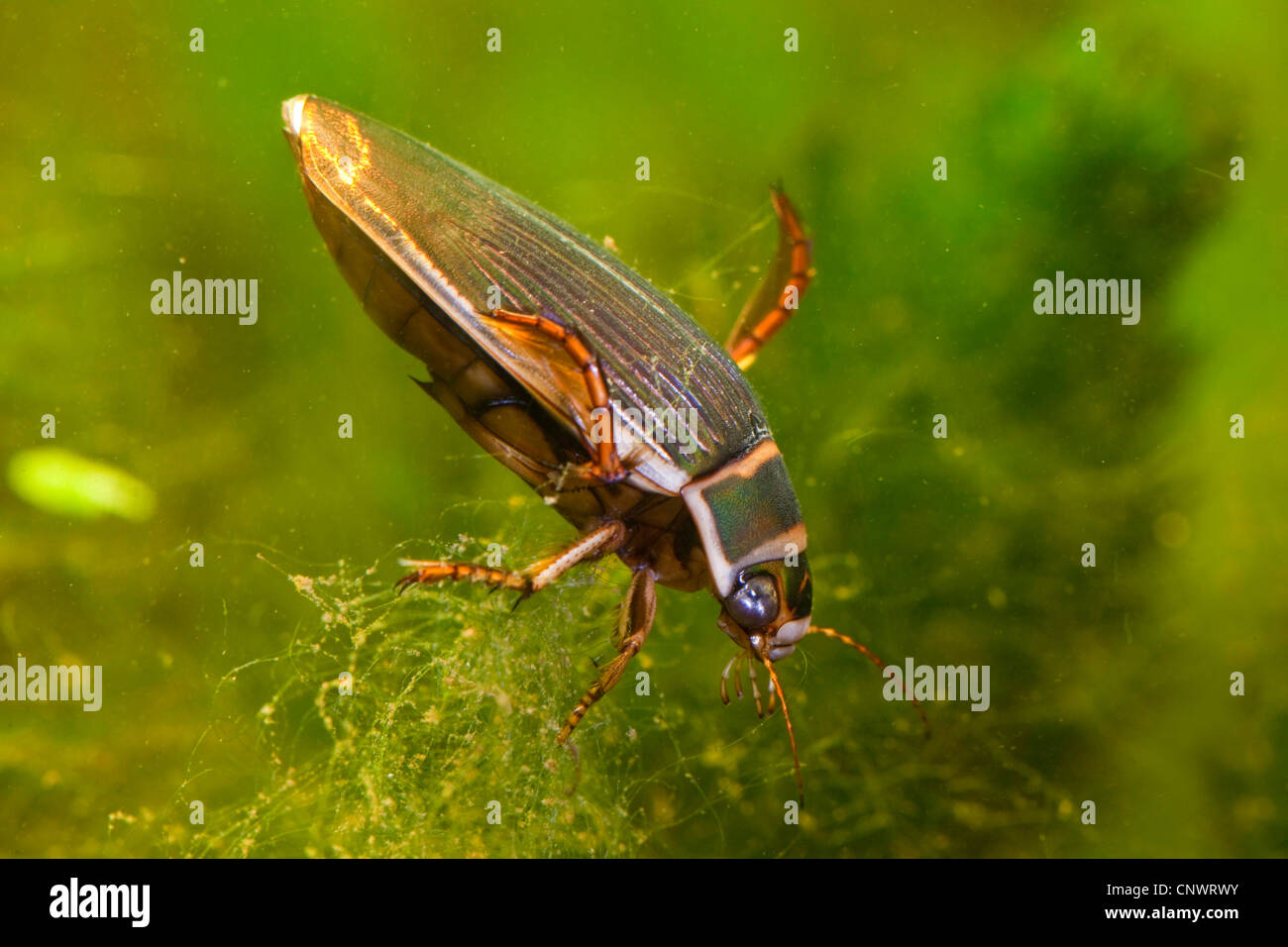 great diving beetle (Dytiscus marginalis), female, Germany, Bavaria ...