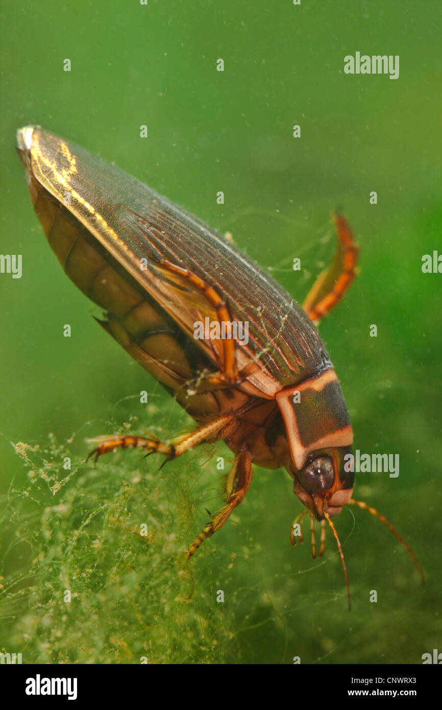 great diving beetle (Dytiscus marginalis), female, Germany, Bavaria ...