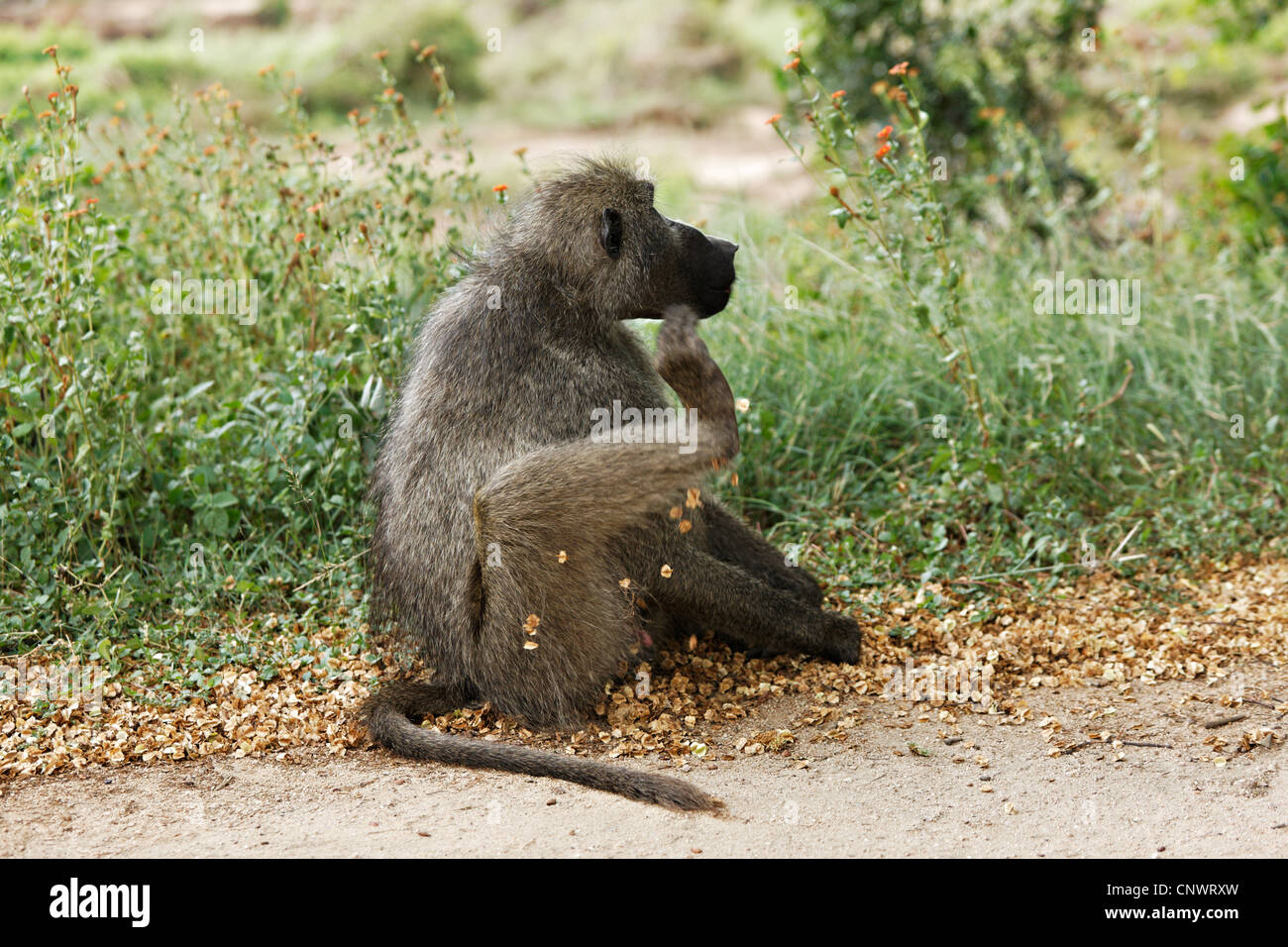 Baboon ( Papio ursinus ) on roadside scratching itself , Kruger ...