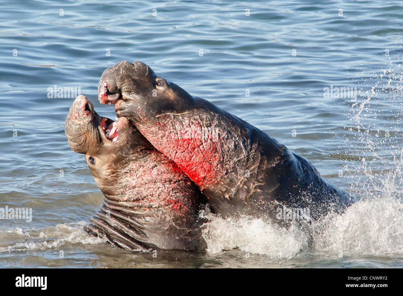 Northern Elephant Seals fighting Stock Photo - Alamy