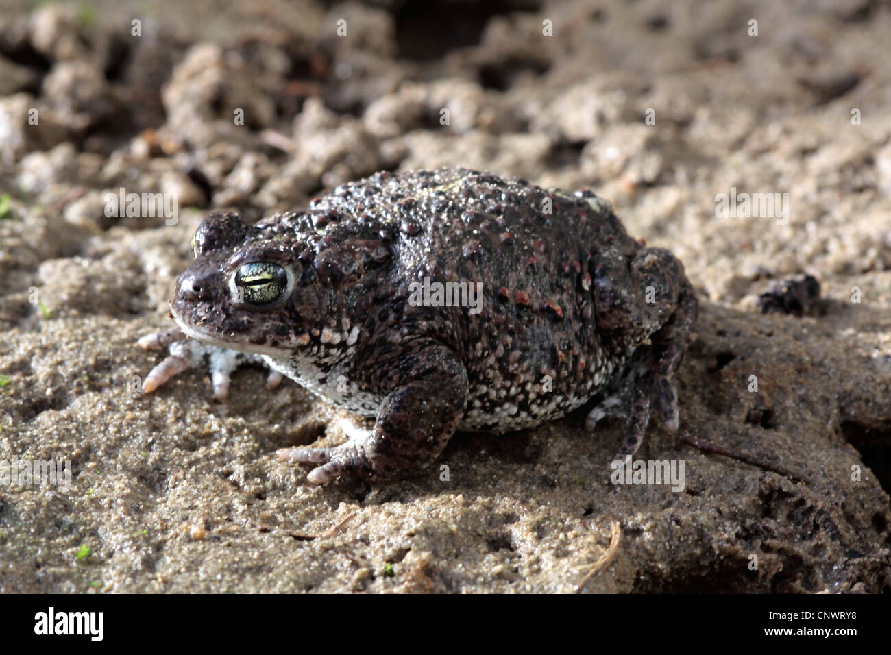 natterjack toad, natterjack, British toad (Bufo calamita), sittin in ...