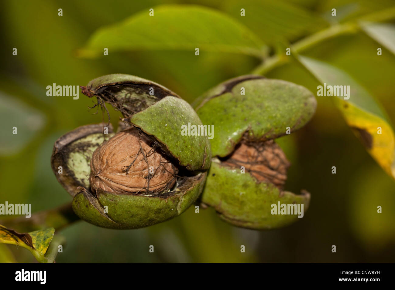 Walnut Tree Nut Open High Resolution Stock Photography and Images - Alamy