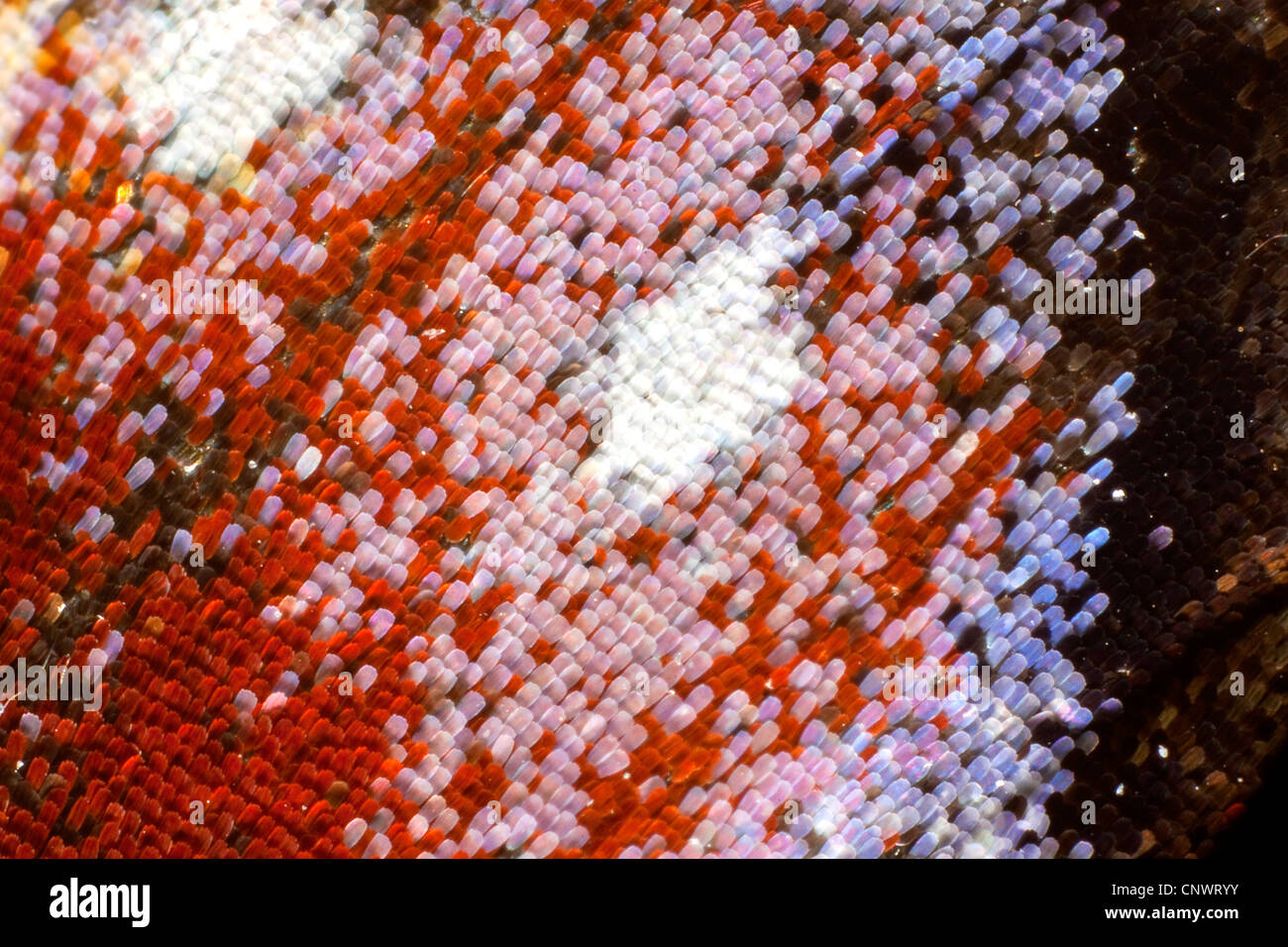 Truncated wings hi-res stock photography and images - Alamy