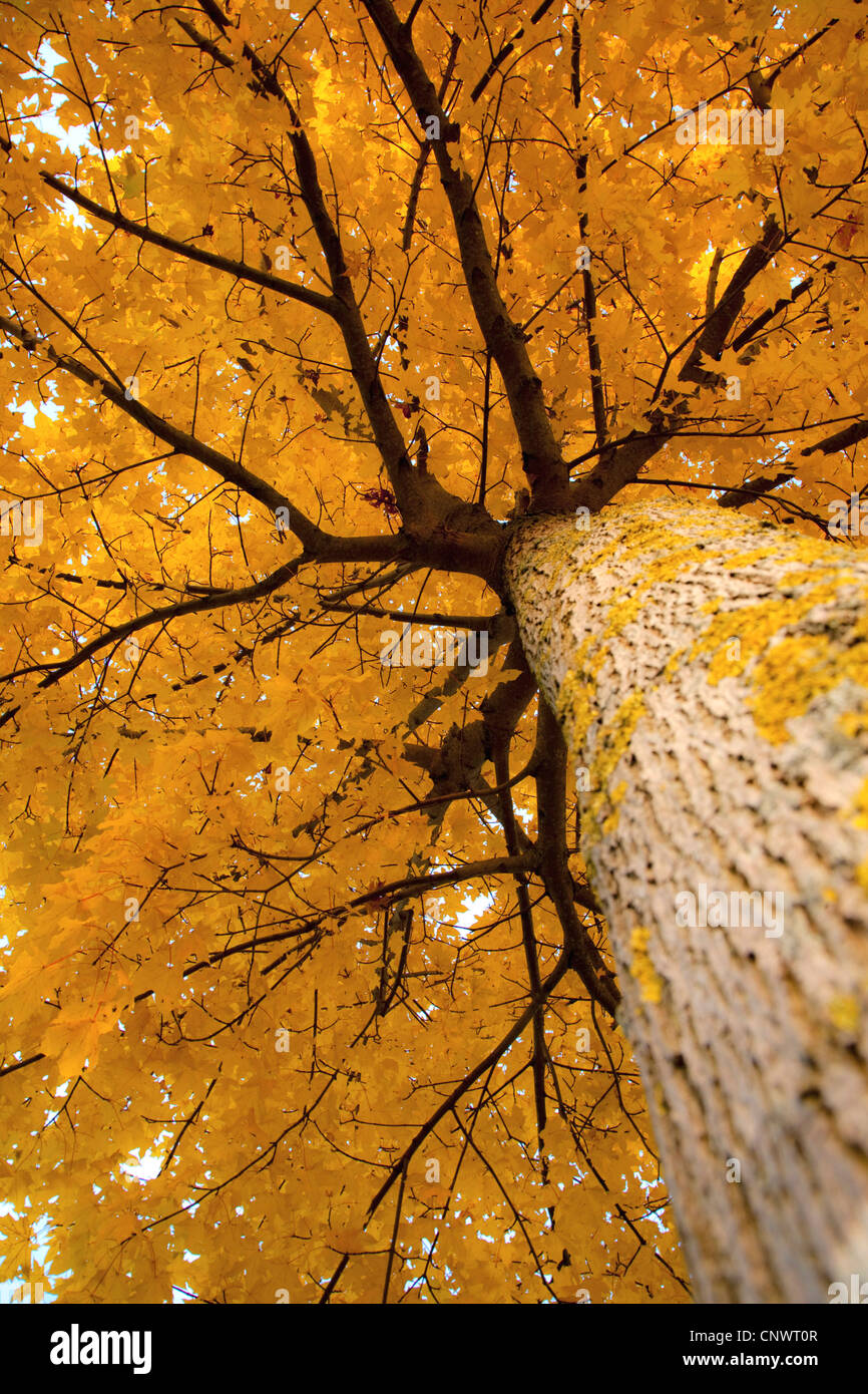 Fall Foliage Norway Maple Trees High Resolution Stock Photography and ...