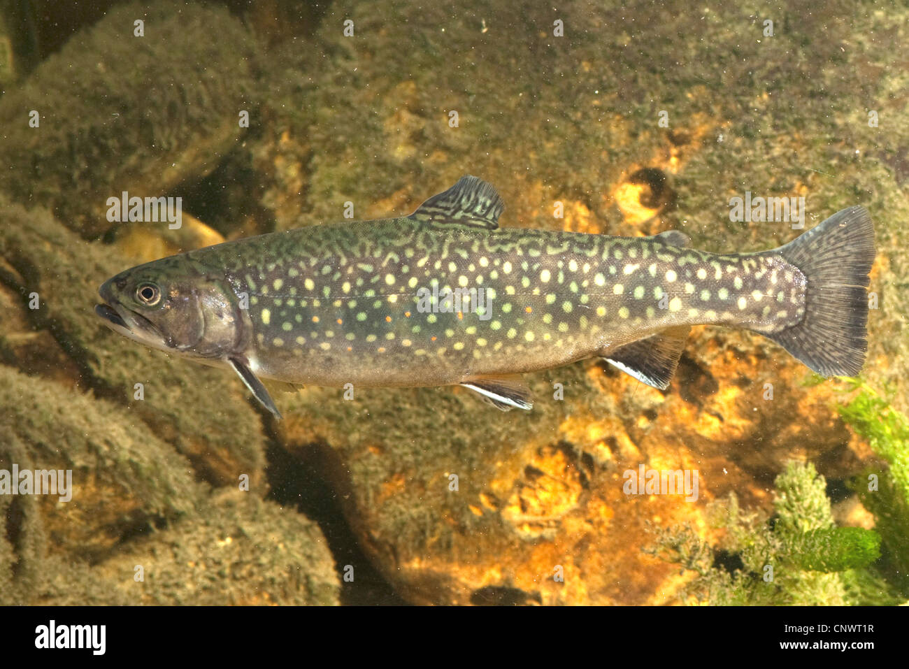 Salvelinus fontinalis hi-res stock photography and images - Alamy