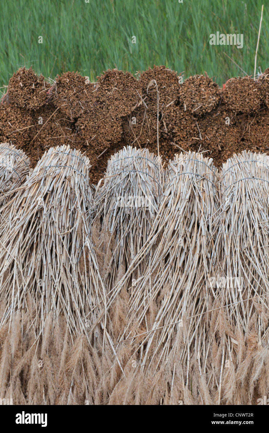 reed bunches drying, used as building material, France, Camargue Stock ...
