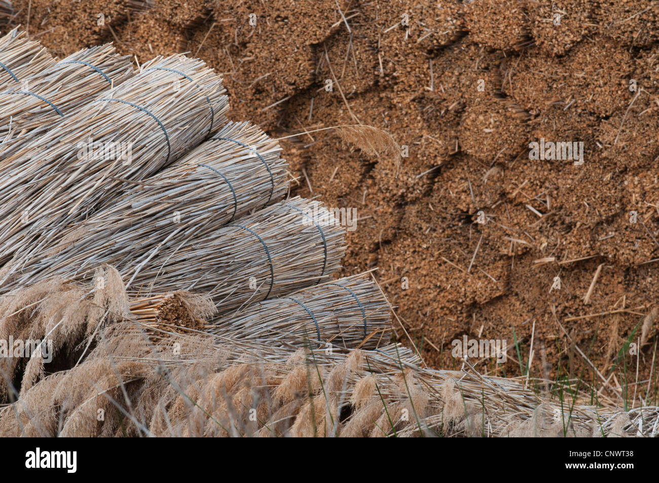 Reed bunches drying hi-res stock photography and images - Alamy